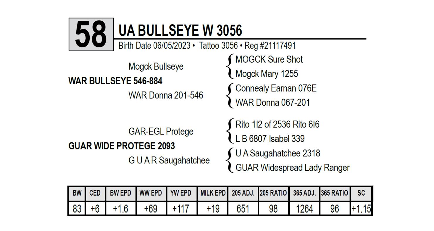 Lot 58: Urlacher Angus - Annual Production Sale | DVAuction