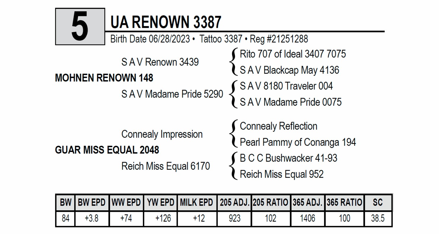 Lot 5: Urlacher Angus - Turn Out Sale | DVAuction