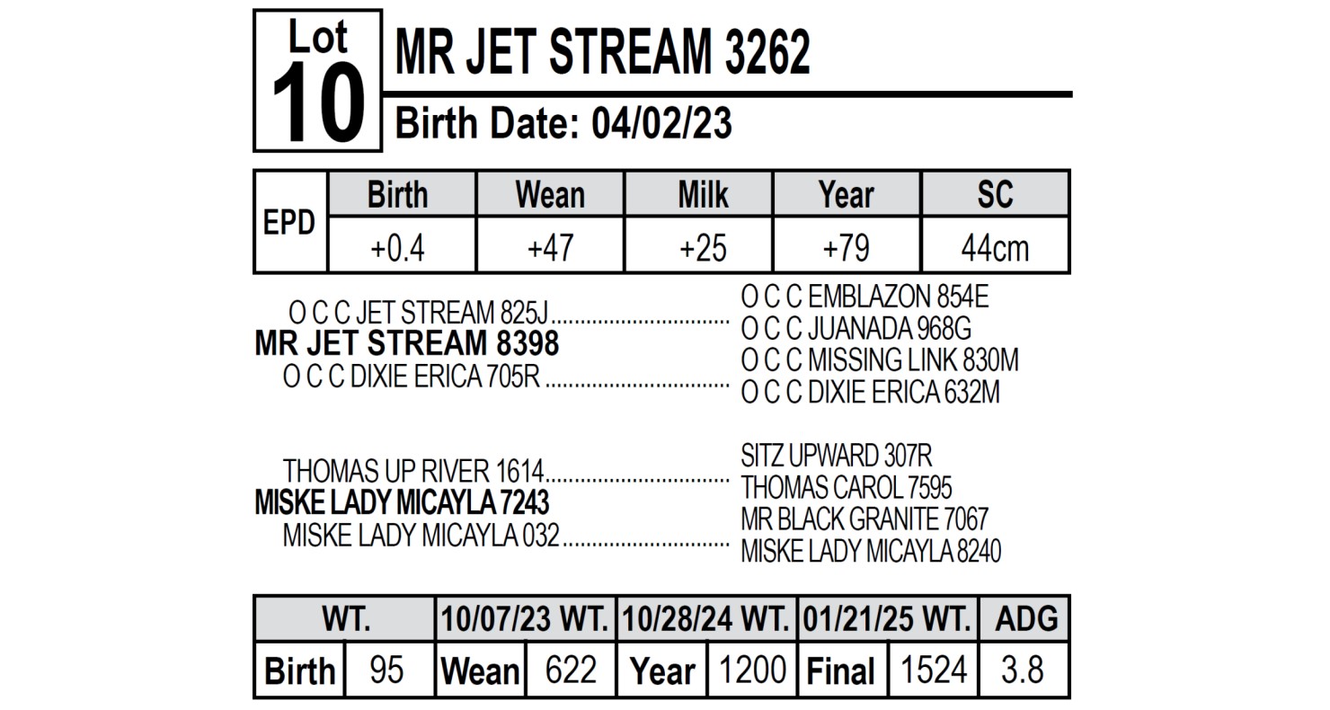 Lot 10: Miske Angus Ranch - Annual Bull Sale | DVAuction