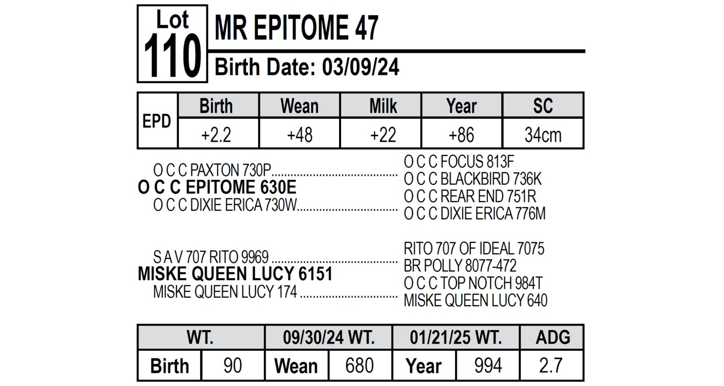 Lot 110: Miske Angus Ranch - Annual Bull Sale | DVAuction