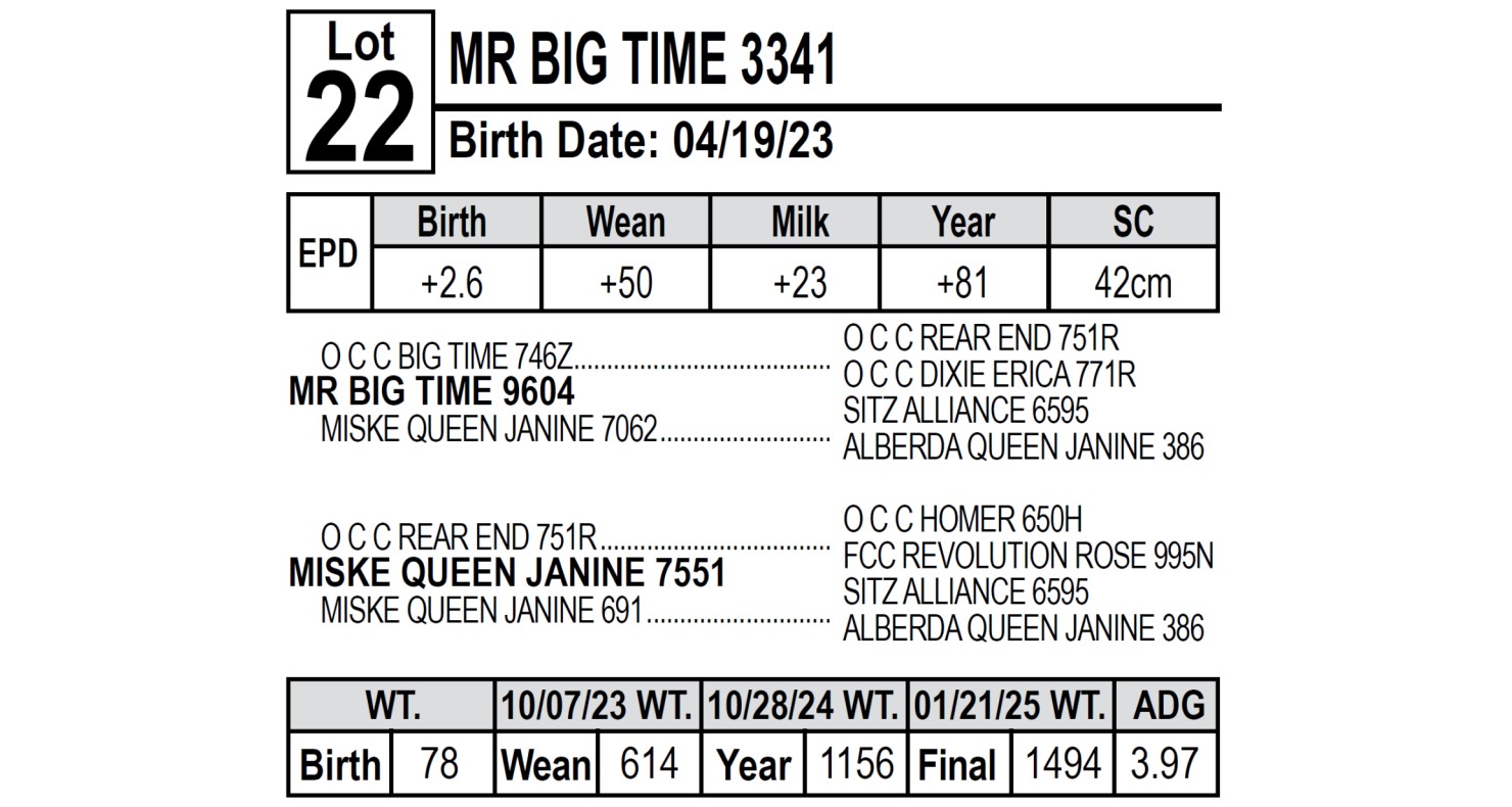 Lot 22: Miske Angus Ranch - Annual Bull Sale | DVAuction
