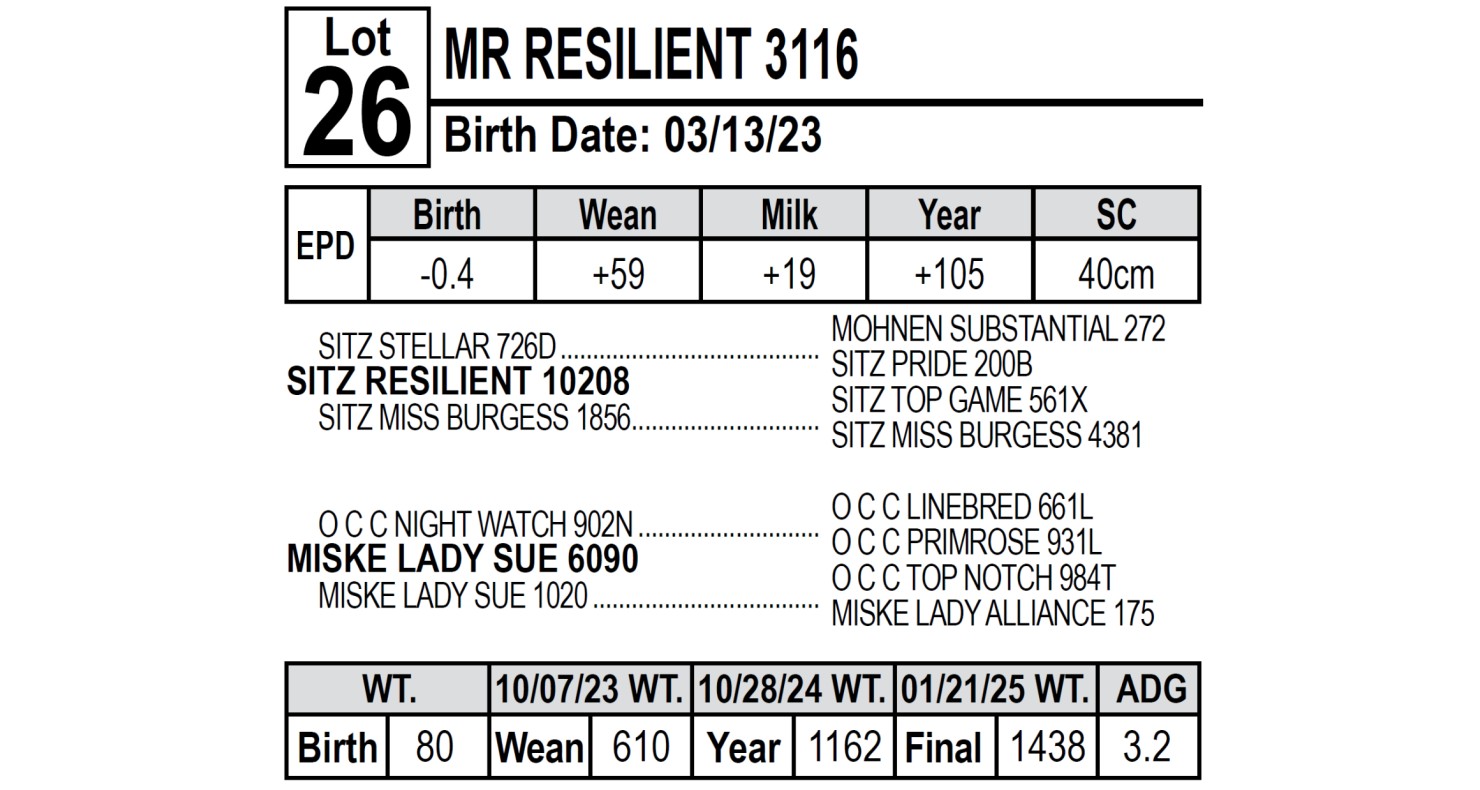 Lot 26: Miske Angus Ranch - Annual Bull Sale | DVAuction