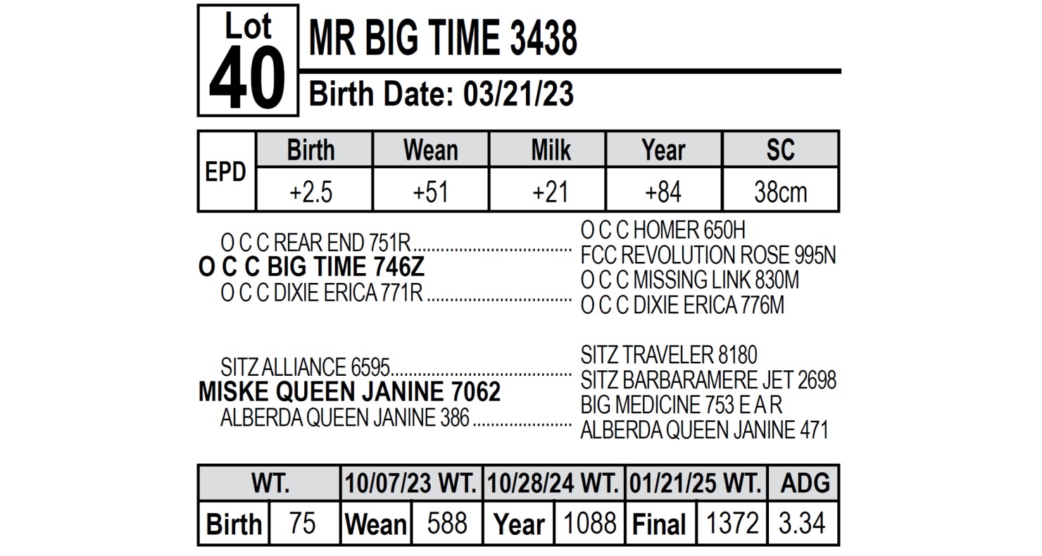 Lot 40: Miske Angus Ranch - Annual Bull Sale | DVAuction