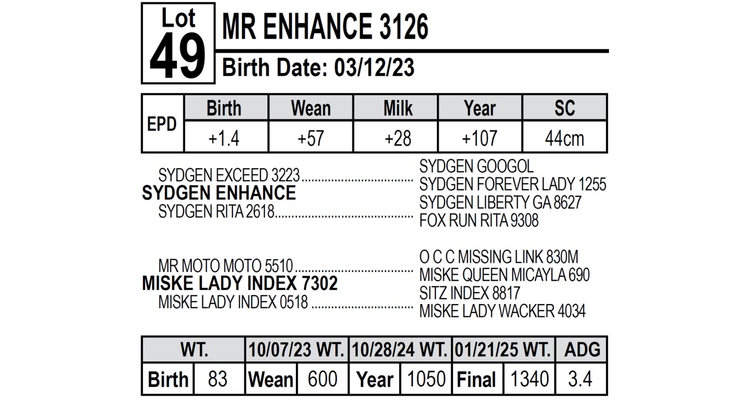 Lot 49: Miske Angus Ranch - Annual Bull Sale | DVAuction