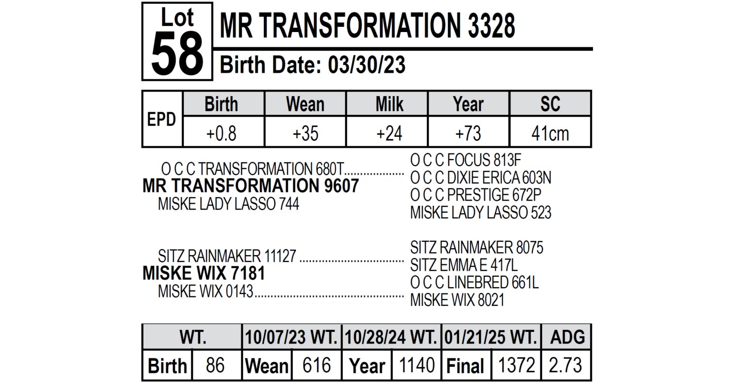 Lot 58: Miske Angus Ranch - Annual Bull Sale | DVAuction