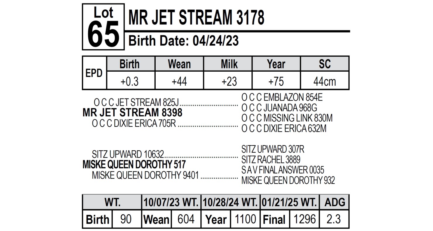 Lot 65: Miske Angus Ranch - Annual Bull Sale | DVAuction