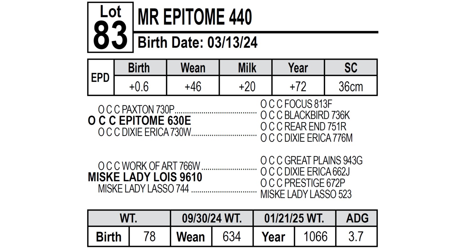 Lot 83: Miske Angus Ranch - Annual Bull Sale | DVAuction