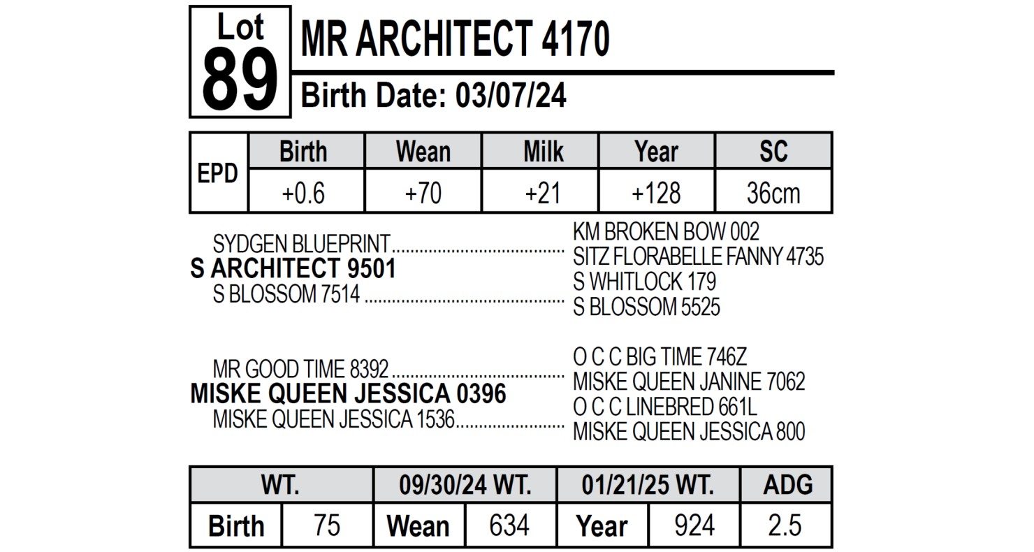 Lot 89: Miske Angus Ranch - Annual Bull Sale | DVAuction