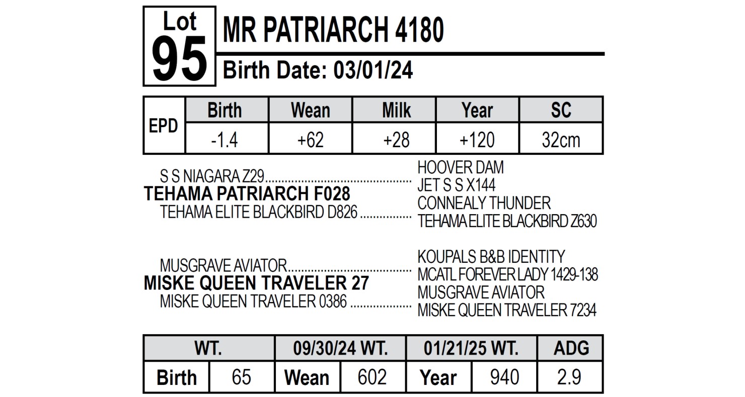 Lot 95: Miske Angus Ranch - Annual Bull Sale | DVAuction