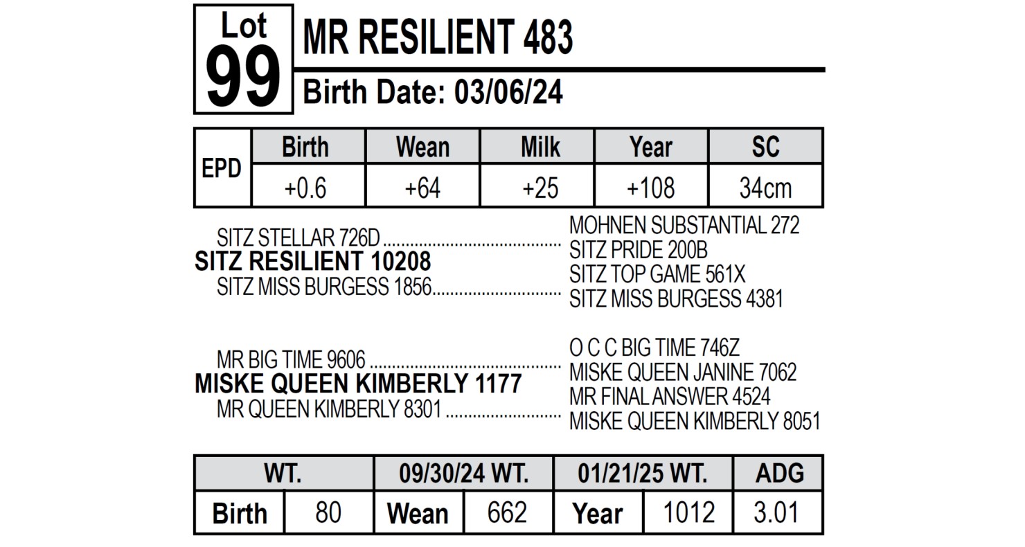 Lot 99: Miske Angus Ranch - Annual Bull Sale | DVAuction