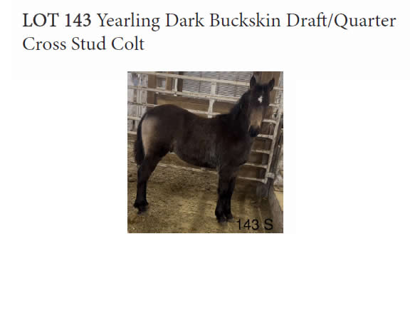 Lot 143: Boone County Draft & Quarter Horse Sale - Draft Horse & Mule Sale | DVAuction