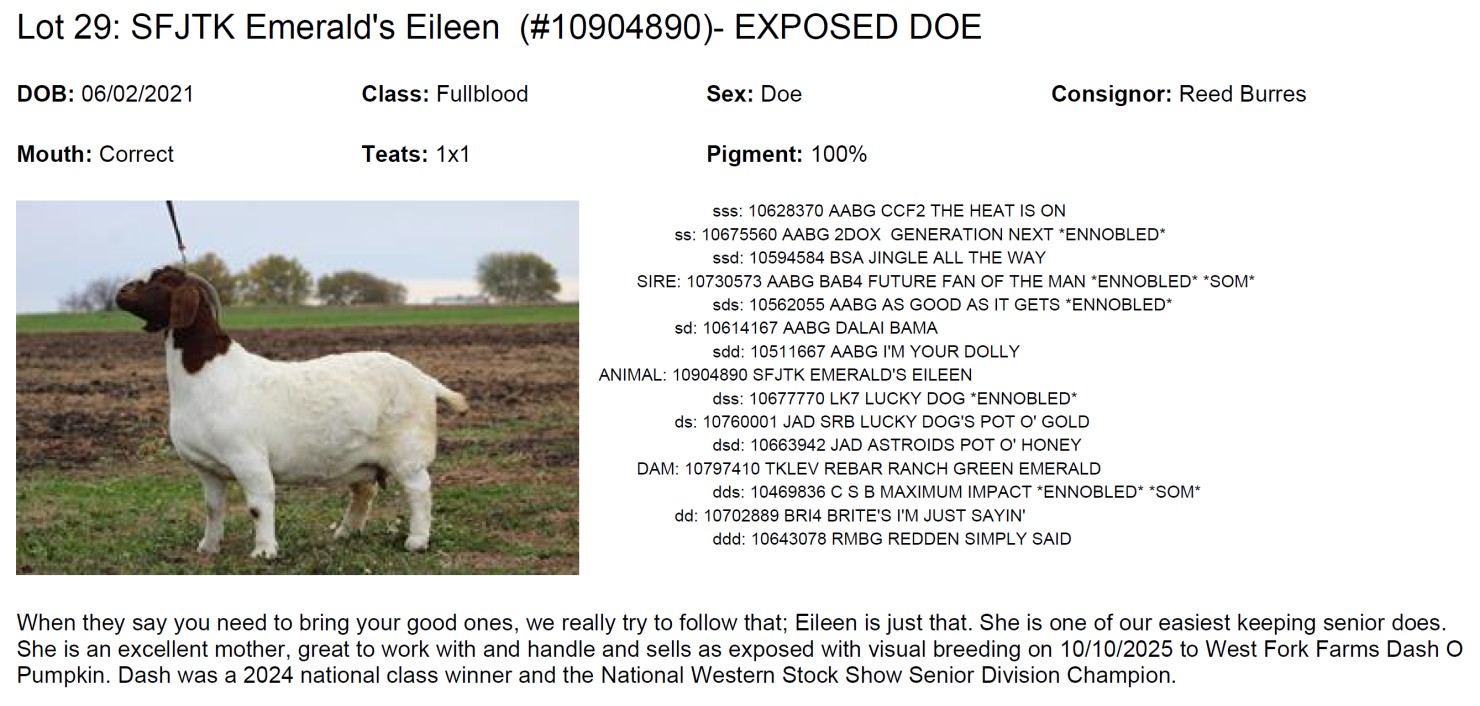 Lot 29: The Iowa Classic Sale - Annual Boer Goat Sale | DVAuction