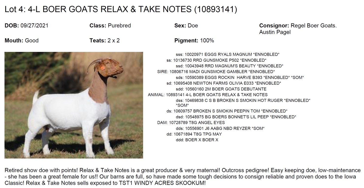 Lot 4: The Iowa Classic Sale - Annual Boer Goat Sale | DVAuction