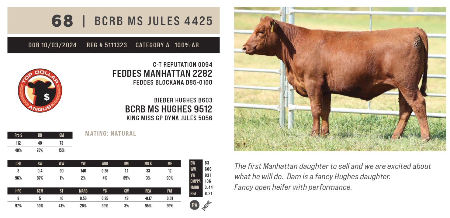 Lot 68: Watkins Cattle Company - Red Angus Bull & Female Sale | DVAuction