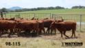 Lot 98: Watkins Cattle Company - Red Angus Bull & Female Sale | DVAuction