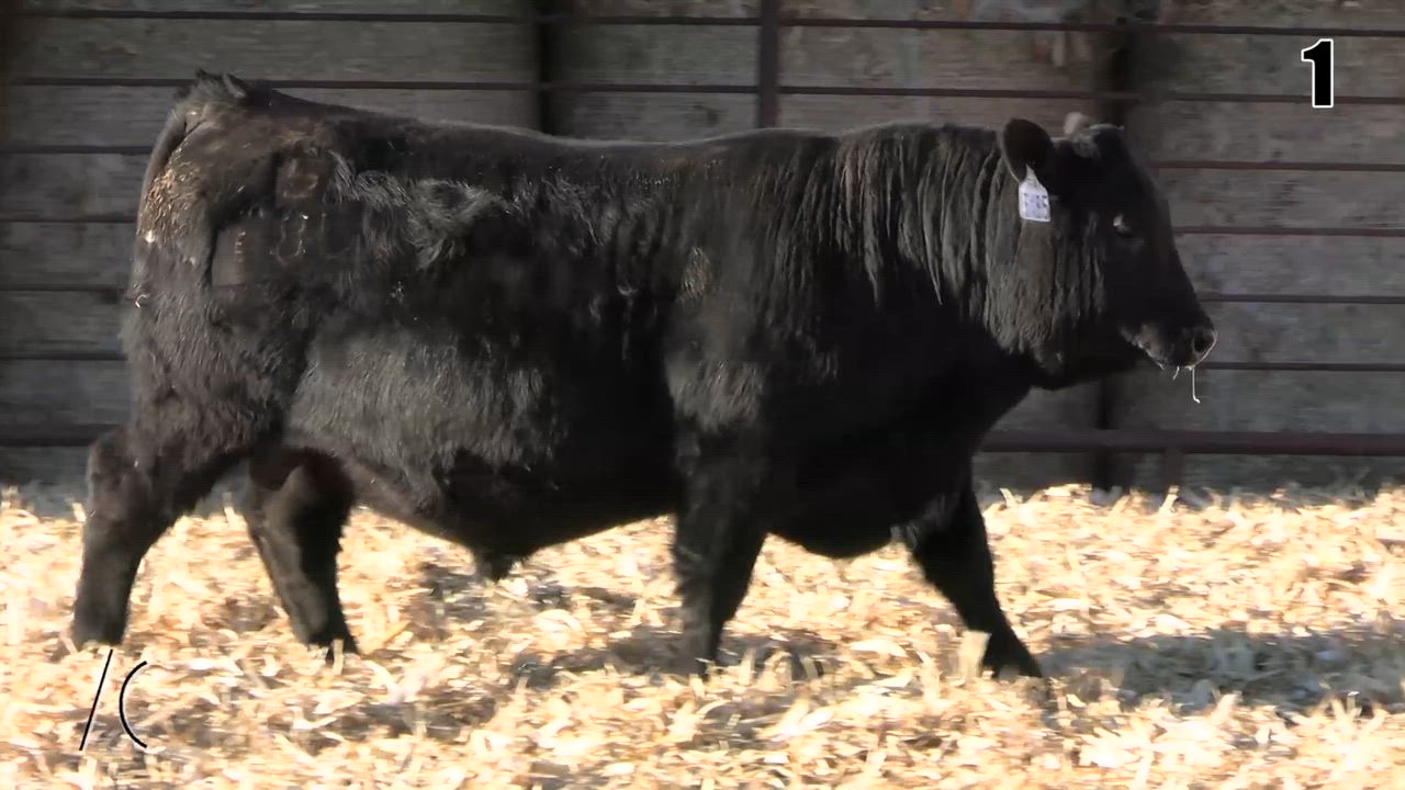Lot 1: Frederick Angus - Annual Production Sale | DVAuction