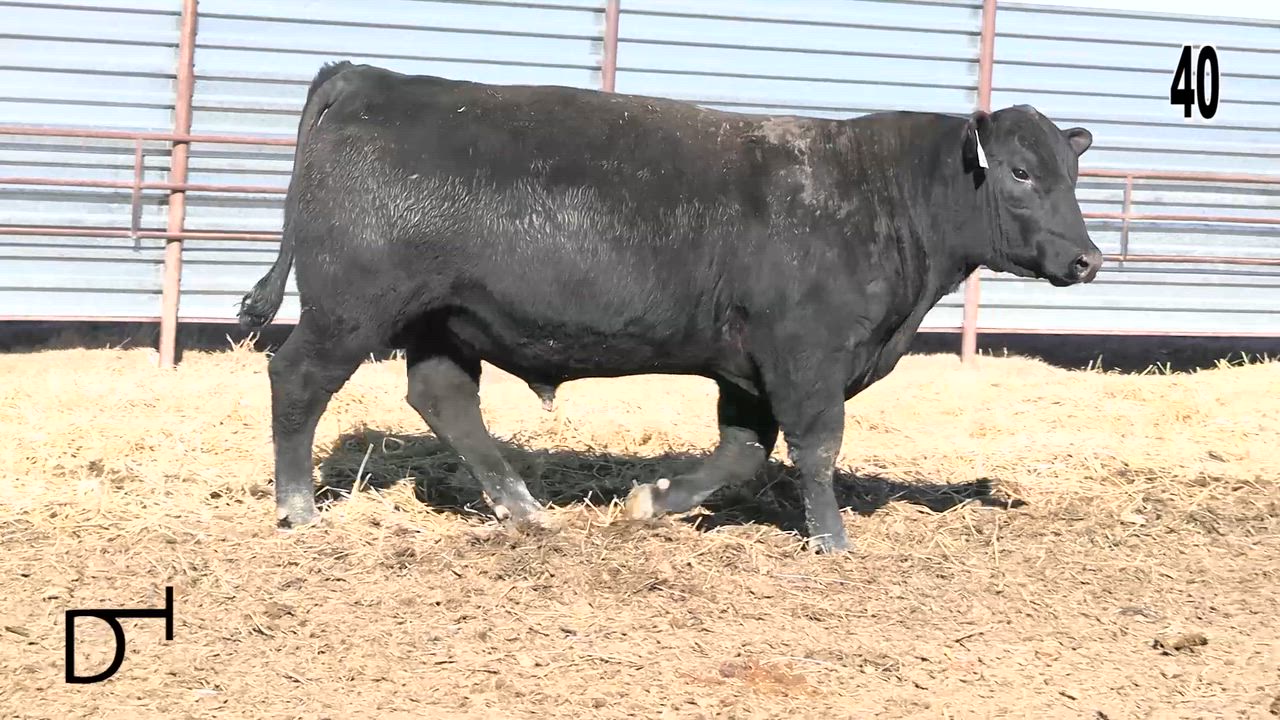 Lot 40: Derflinger's D Lazy T Ranch - 5th Annual Angus Bull & Female ...