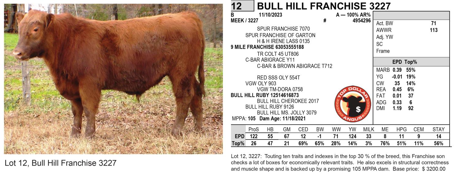 Lot 12: Bull Hill Ranch - 14th Annual "More Bull for Your Buck" Sale ...