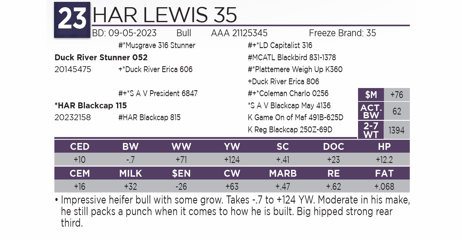 Lot 23: Harris Angus - 7th Annual Production Sale | DVAuction