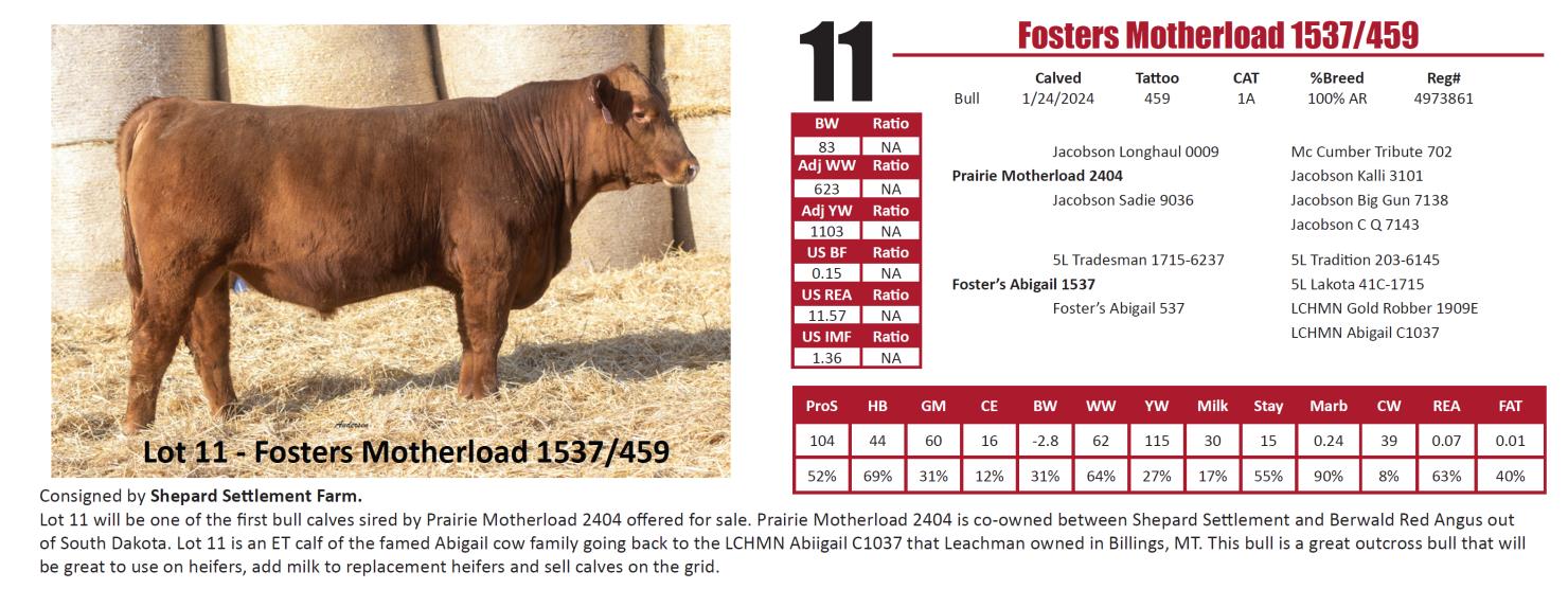 Lot 11: New York Red Angus Association- Right on Red | DVAuction