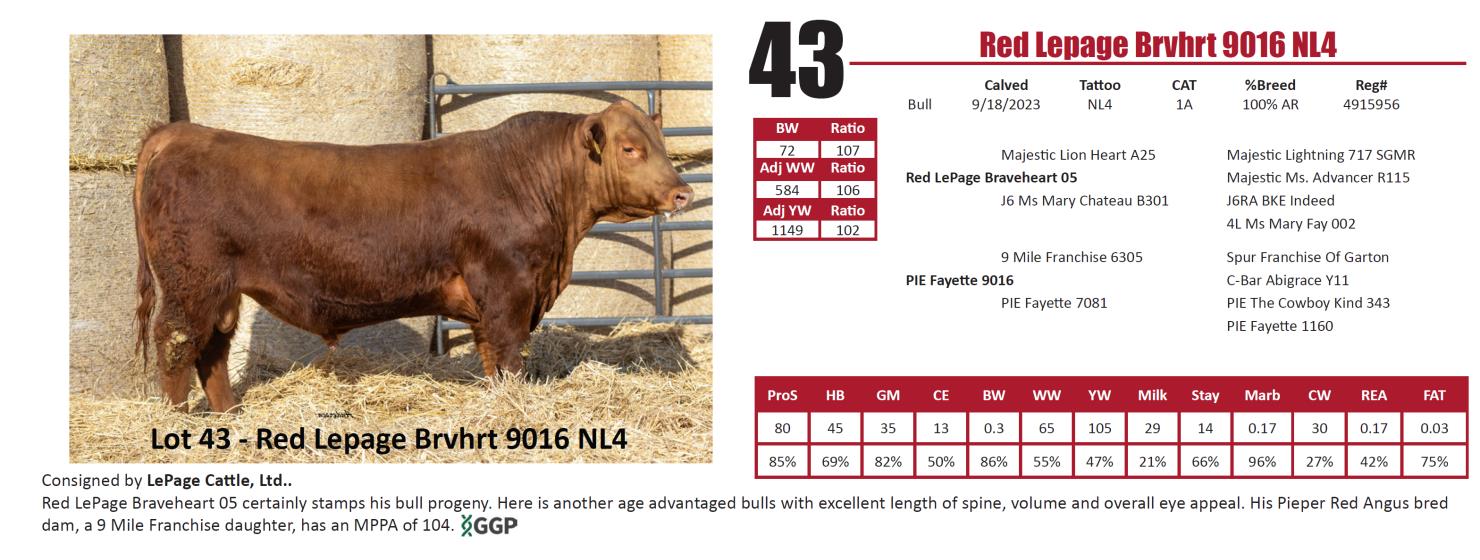Lot 43: New York Red Angus Association- Right on Red | DVAuction