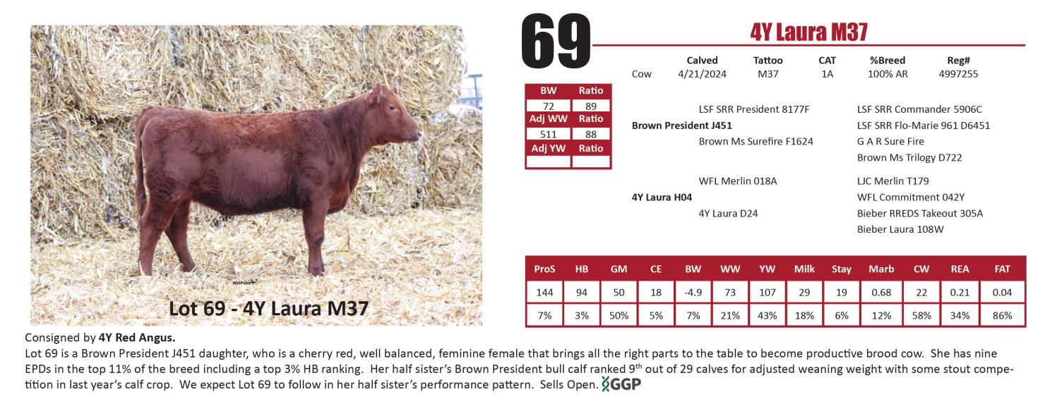 Lot 69: New York Red Angus Association- Right on Red | DVAuction