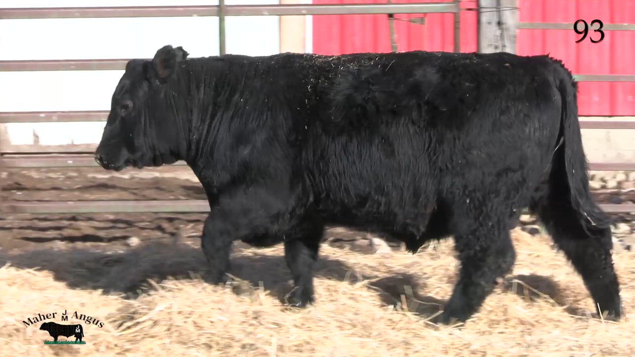Lot 93: Maher JM Angus - Annual Production Sale | DVAuction