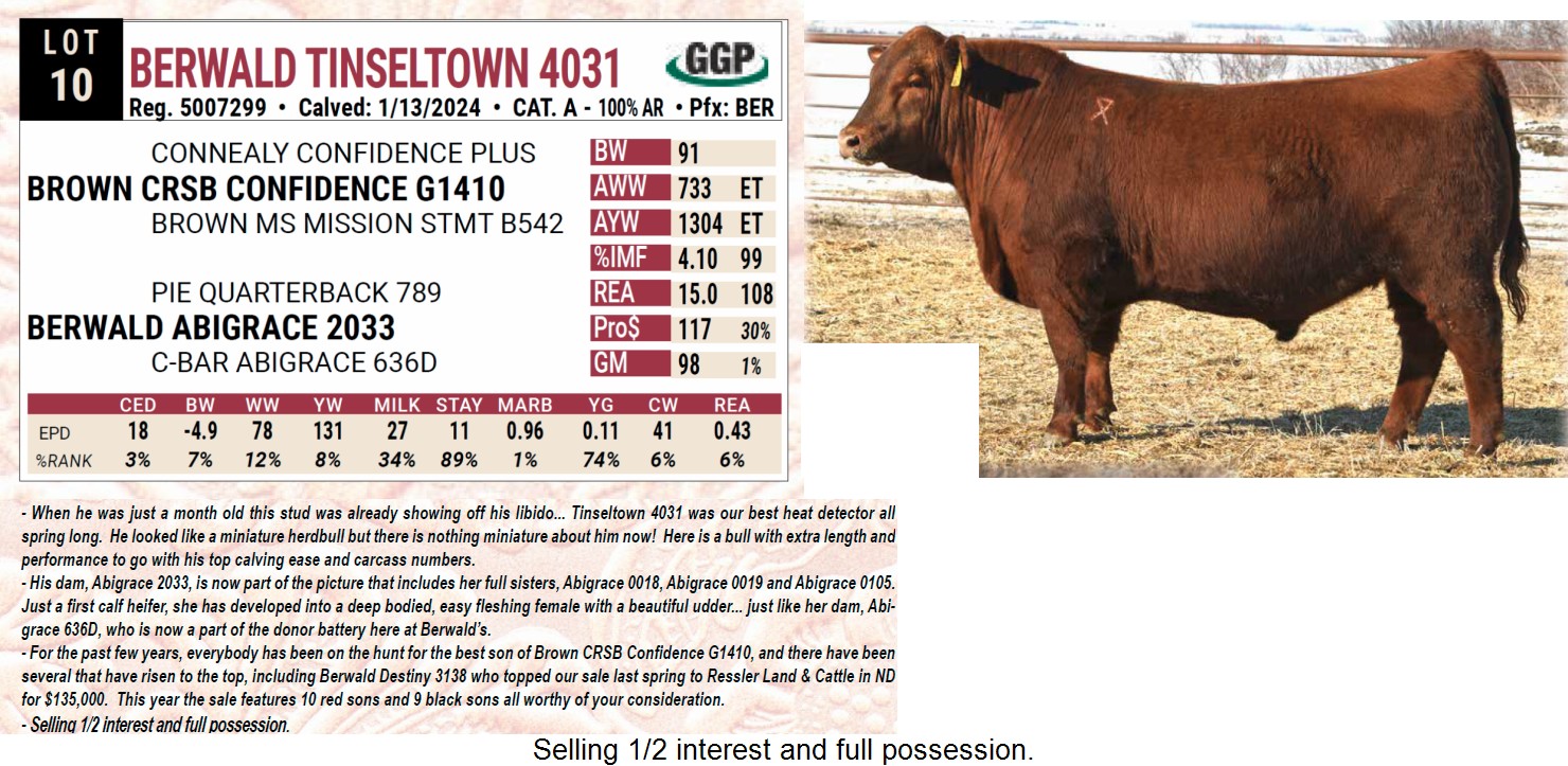 Lot 10: Berwald Red Angus - Annual Red Angus Bull Sale | DVAuction