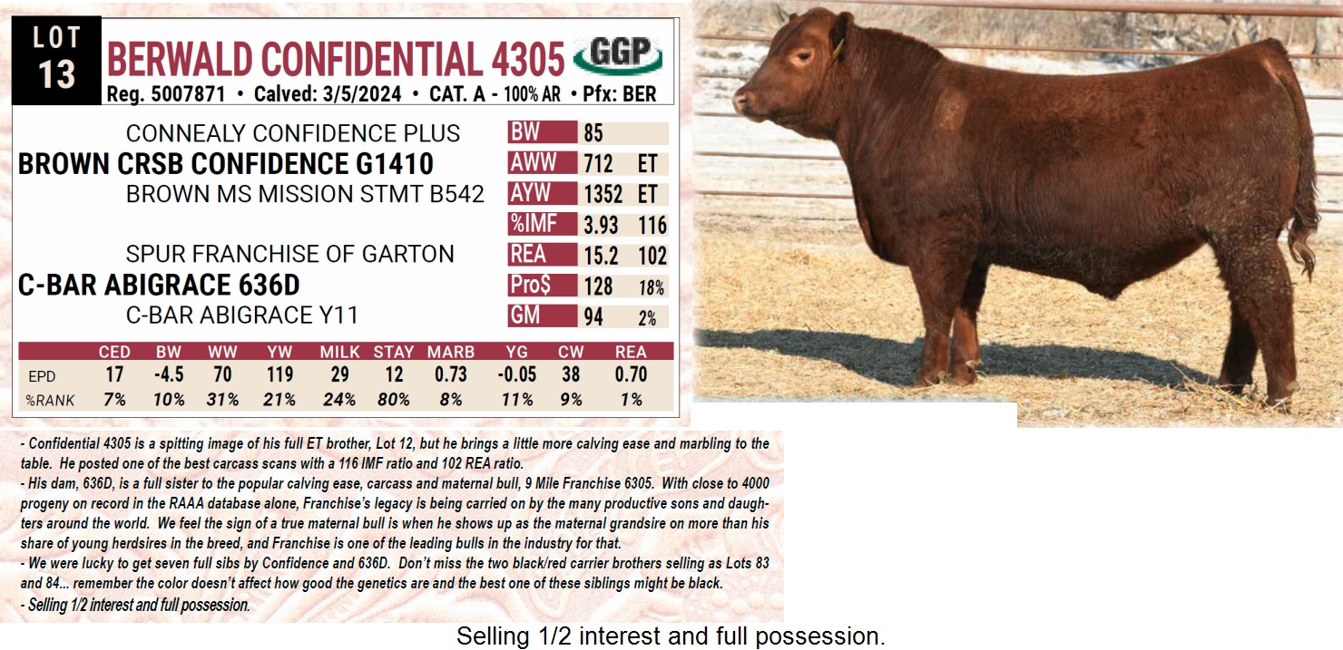 Lot 13: Berwald Red Angus - Annual Red Angus Bull Sale | DVAuction