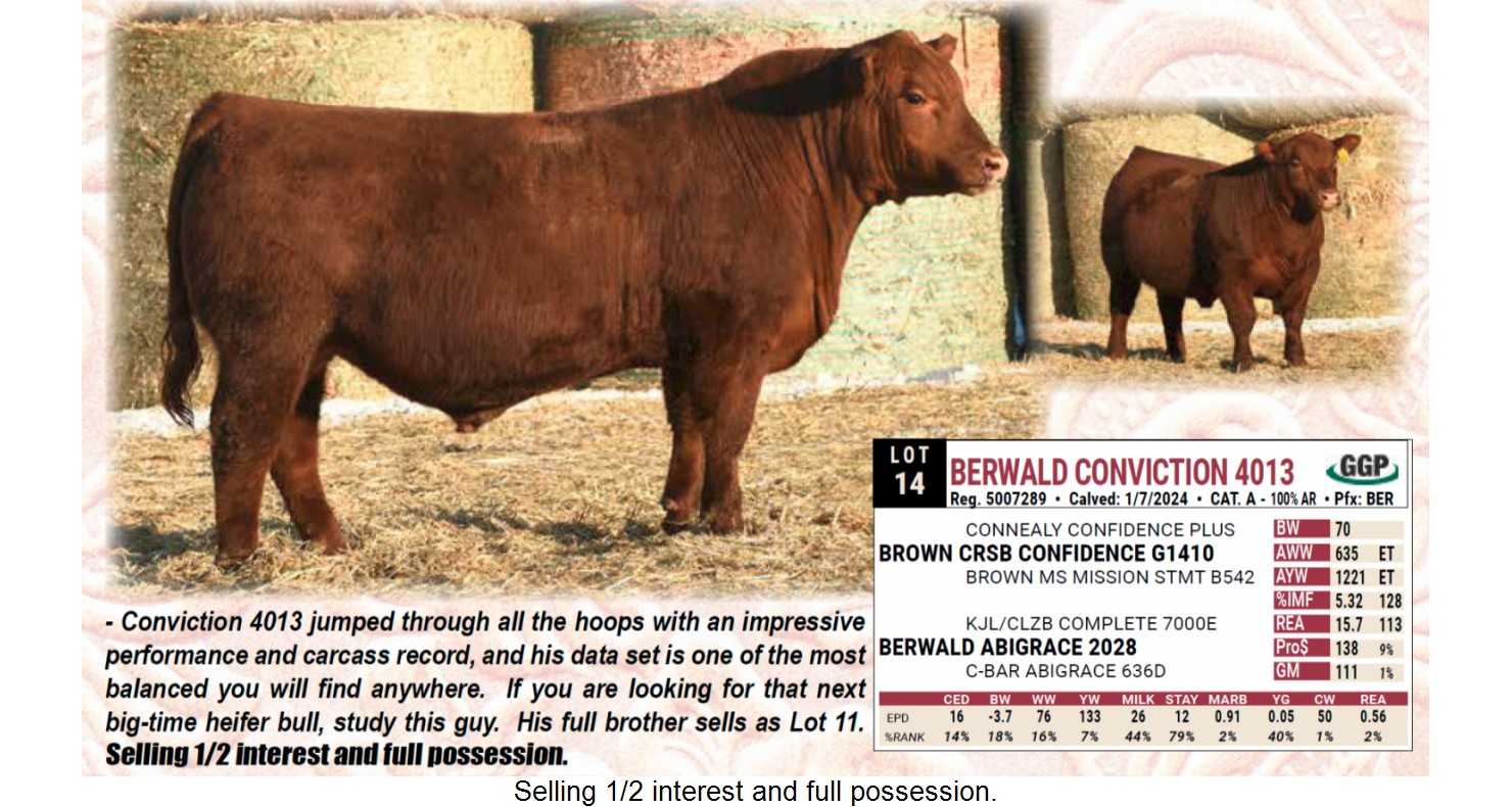 Lot 14: Berwald Red Angus - Annual Red Angus Bull Sale | DVAuction