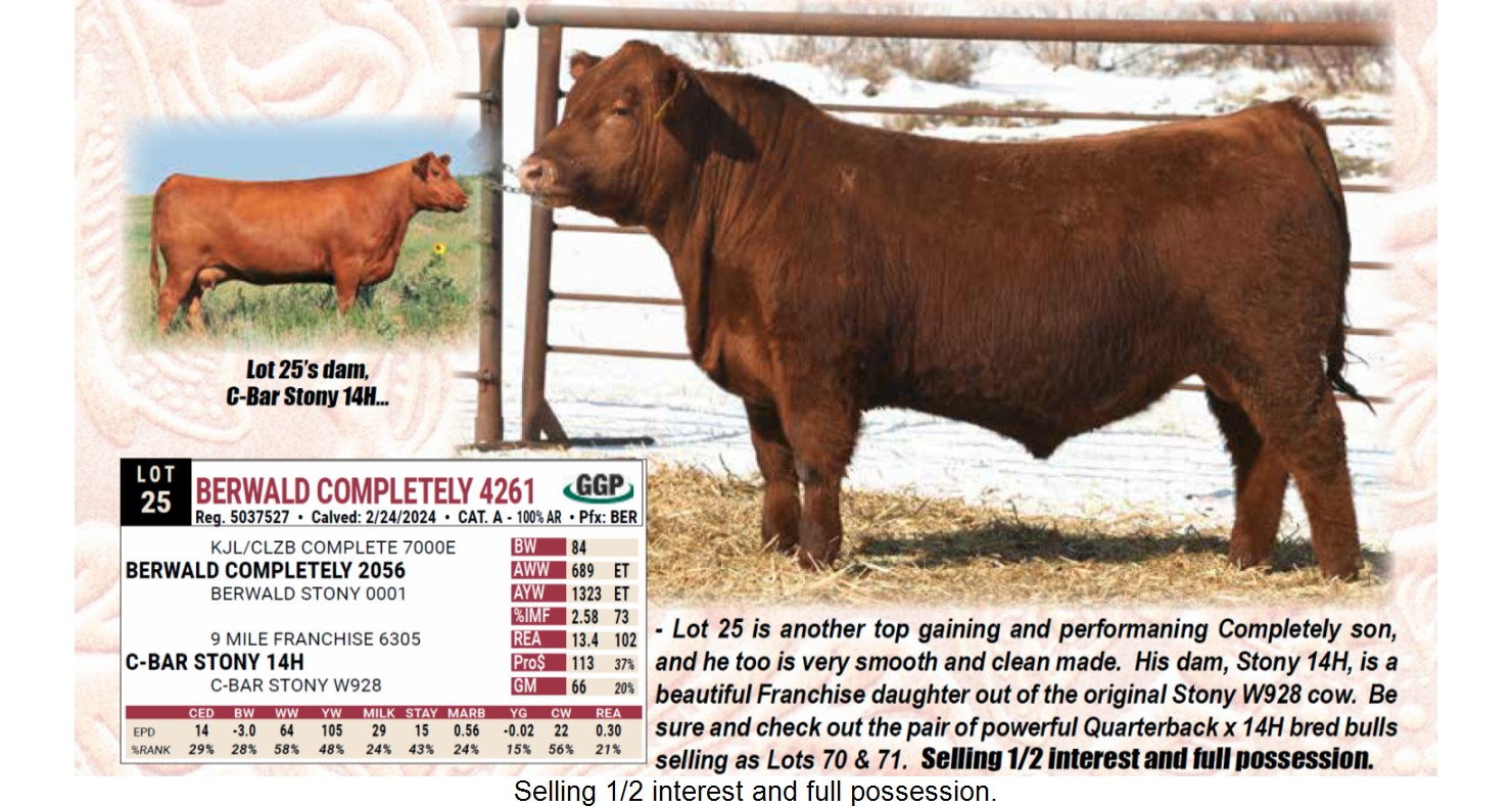 Lot 25: Berwald Red Angus - Annual Red Angus Bull Sale | DVAuction