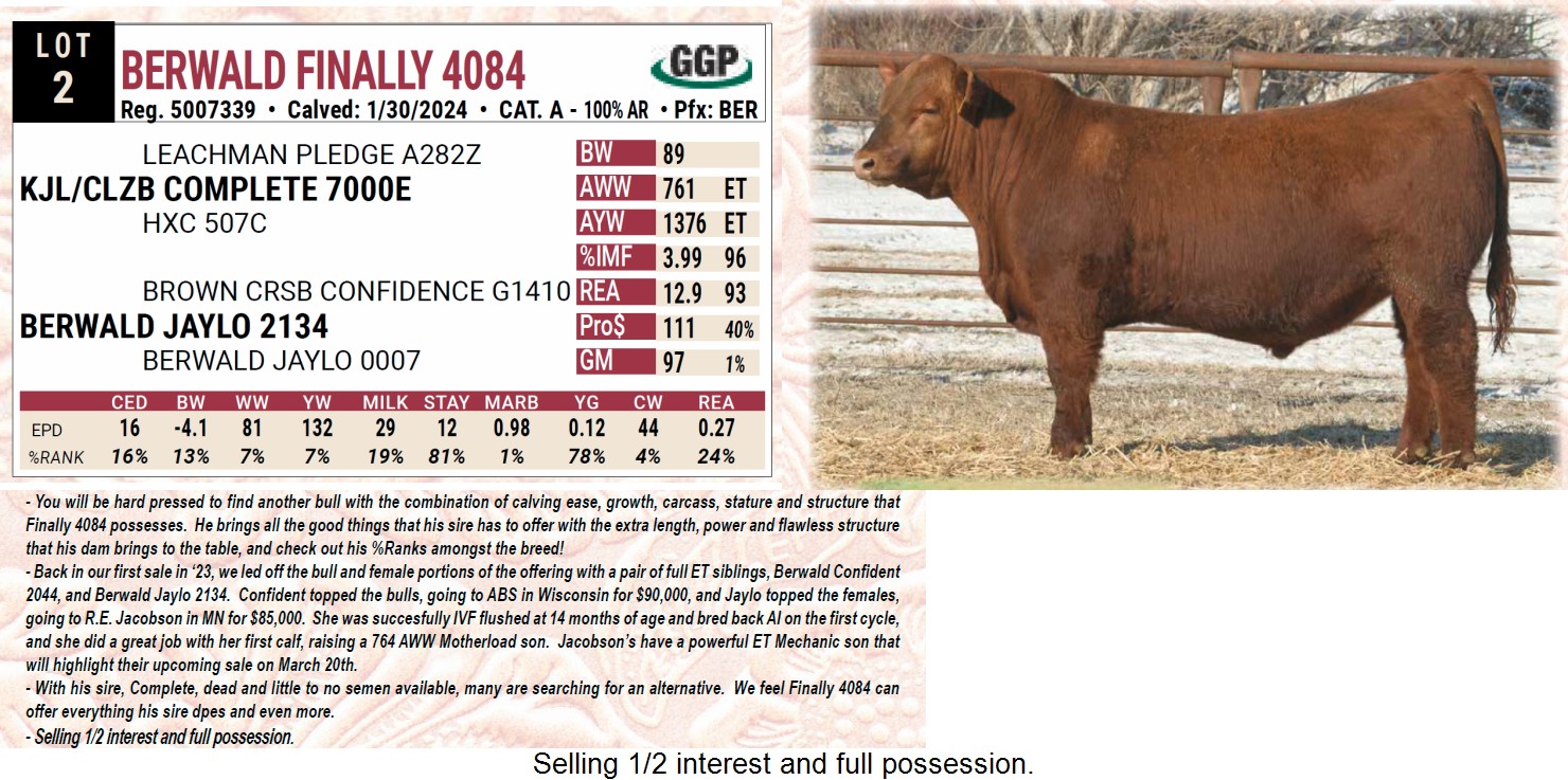 Lot 2: Berwald Red Angus - Annual Red Angus Bull Sale | DVAuction