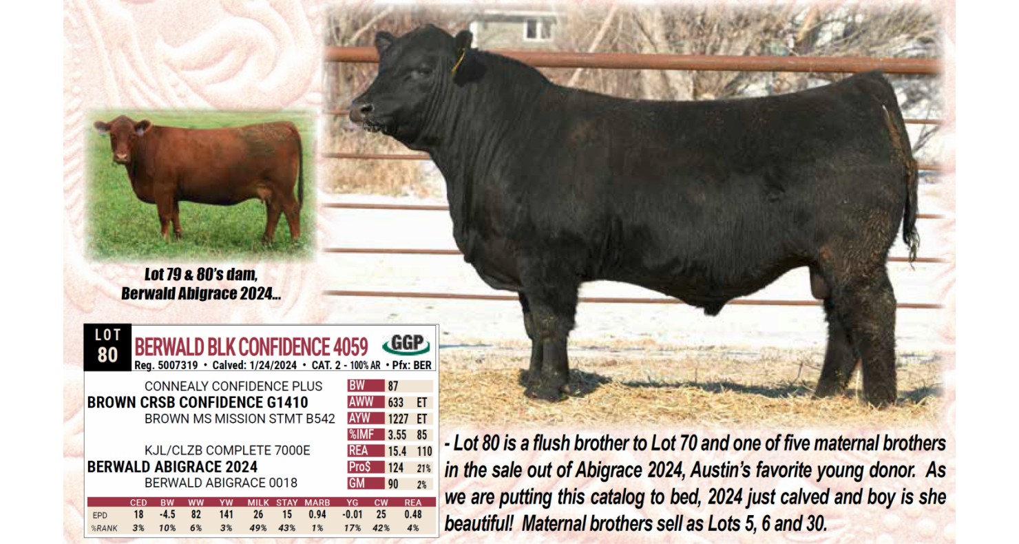 Lot 80: Berwald Red Angus - Annual Red Angus Bull Sale | DVAuction