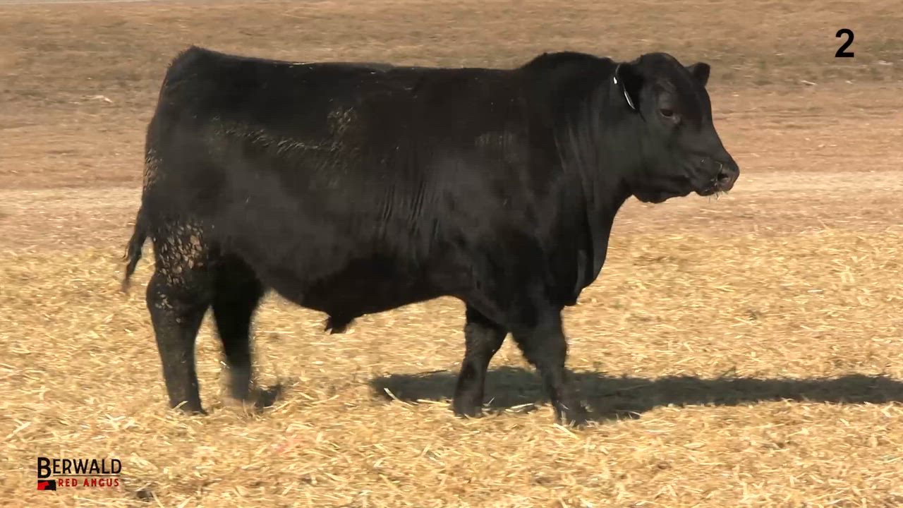 Lot 2: Berwald Red Angus - Annual Red Angus Bull & Female Sale | DVAuction