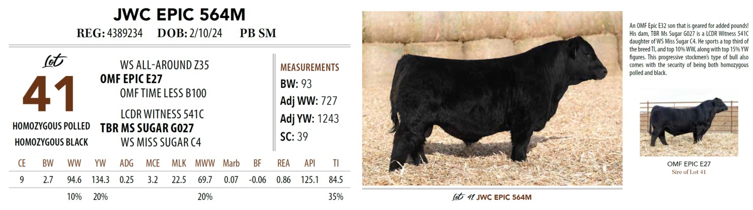 Lot 41: Jared Werning Cattle - Annual Simmental Bull & Female Sale ...