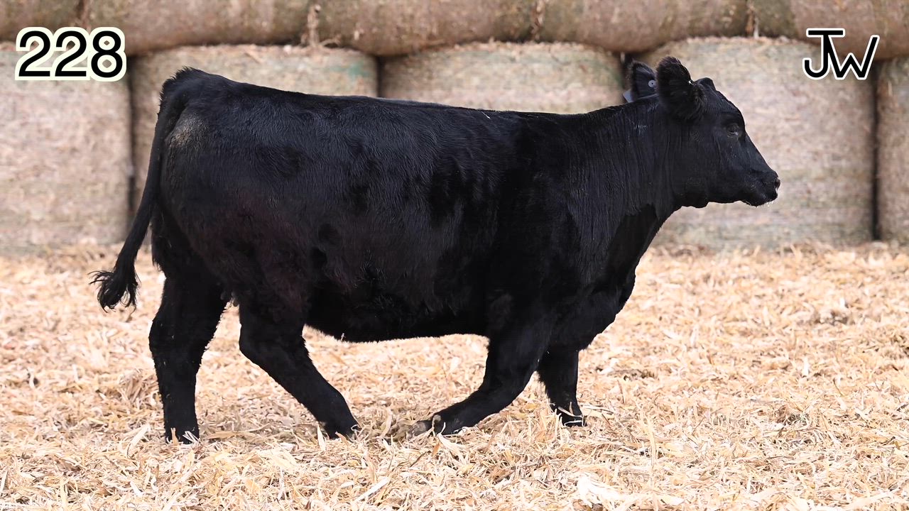 Lot 228: Jared Werning Cattle - Annual Simmental Bull & Female Sale ...