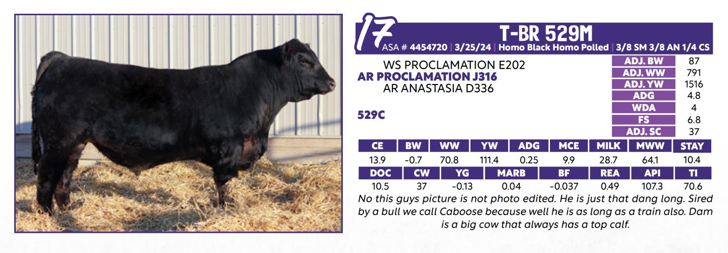 Lot 17: Burgod Ranch Simmental - 7th Annual Simmental Bull Sale ...