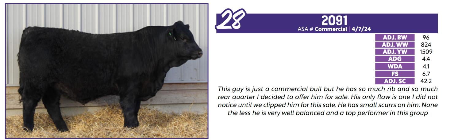 Lot 28: Burgod Ranch Simmental - 7th Annual Simmental Bull Sale ...