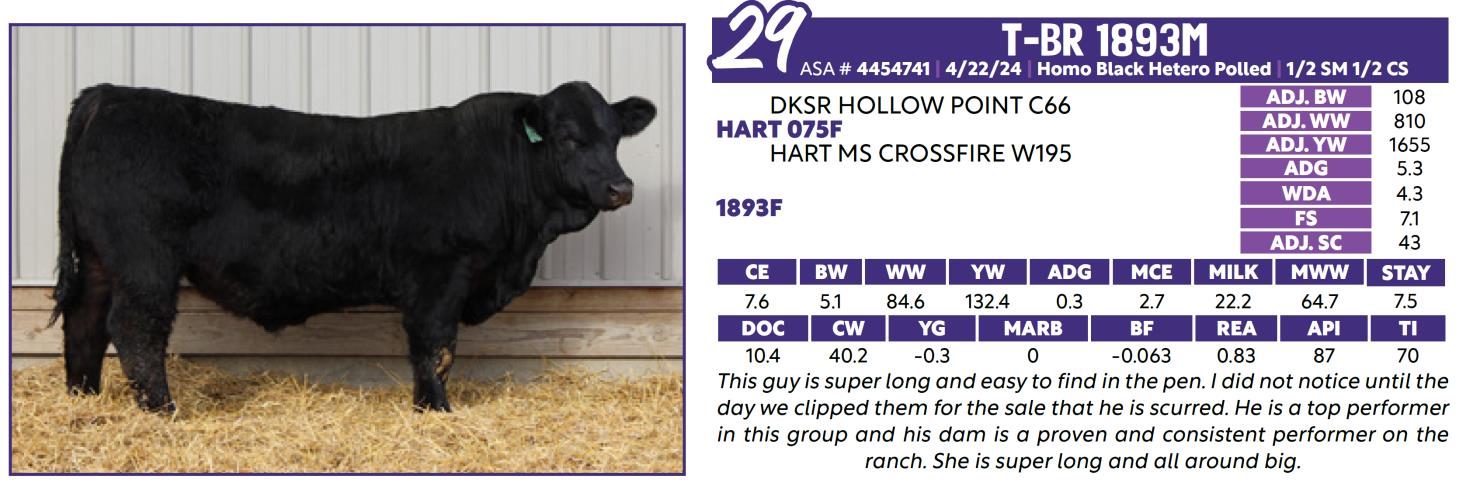 Lot 29: Burgod Ranch Simmental - 7th Annual Simmental Bull Sale ...