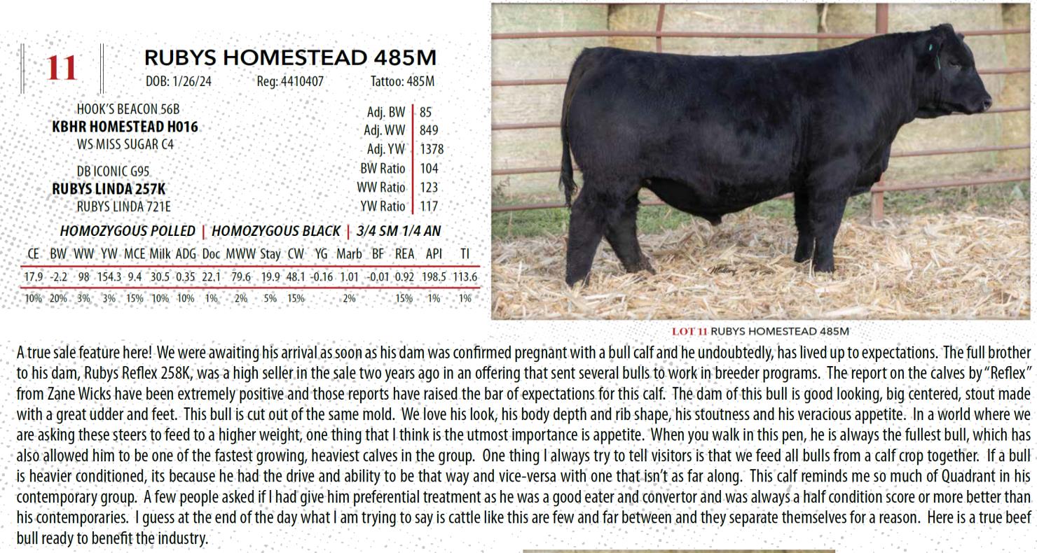 Lot 11: Ruby Cattle Co. - Annual Bull Sale | DVAuction