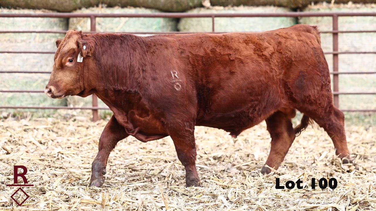Lot 100: Ruby Cattle Co. - Annual Bull Sale | DVAuction