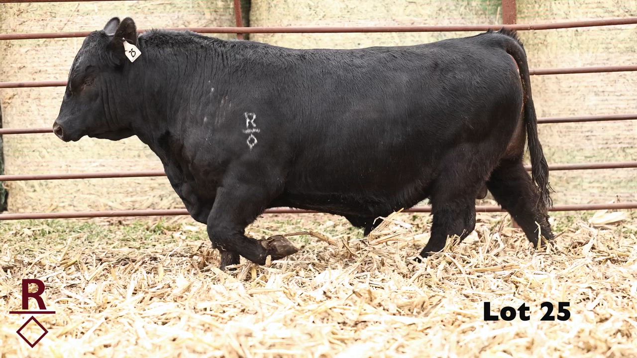 Lot 25: Ruby Cattle Co. - Annual Bull Sale | DVAuction