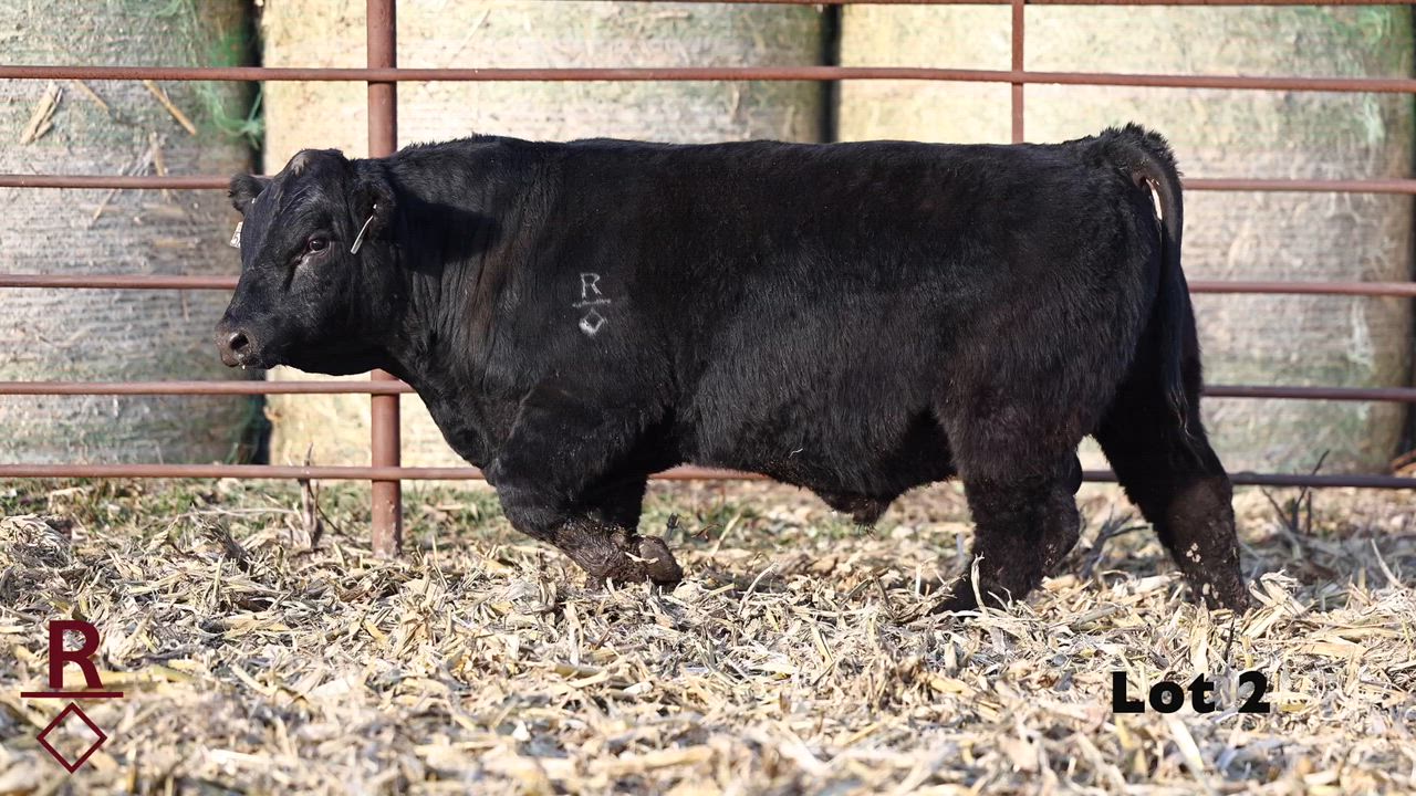 Lot 2: Ruby Cattle Co. - Annual Bull Sale | DVAuction
