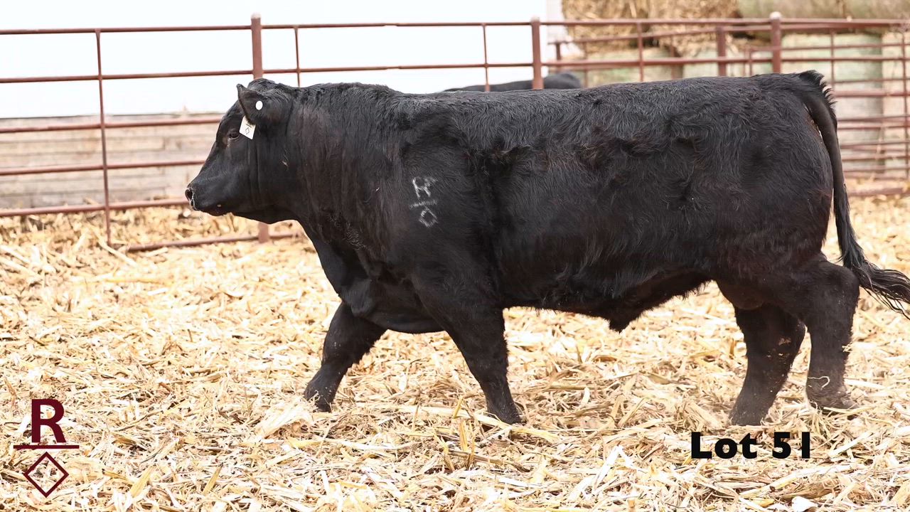 Lot 51: Ruby Cattle Co. - Annual Bull Sale | DVAuction