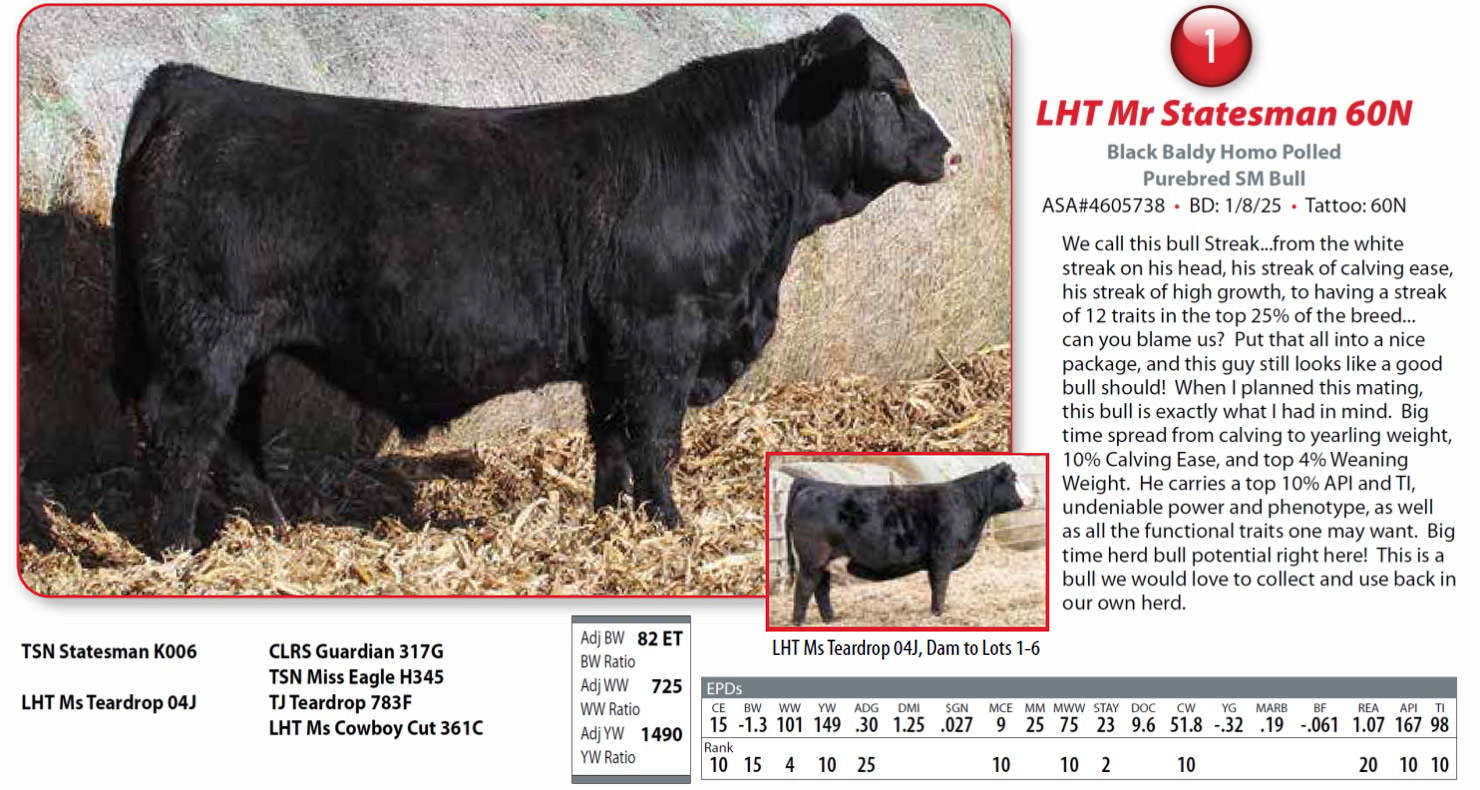 Lot 1: Trauernicht Simmentals - Annual Production Sale | DVAuction