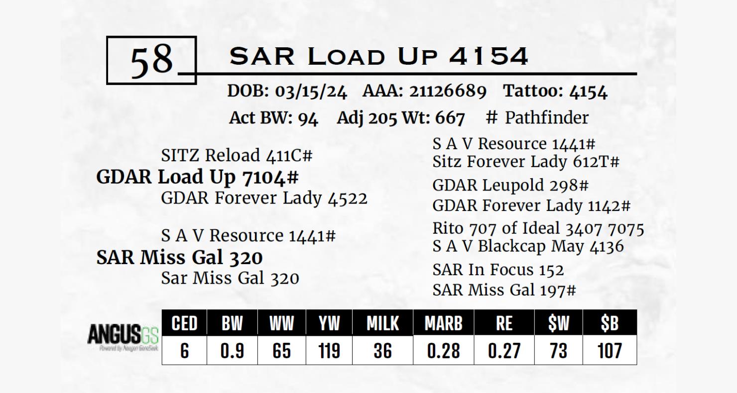 Lot 58: Stortz Angus Ranch - Annual Bull Sale | DVAuction