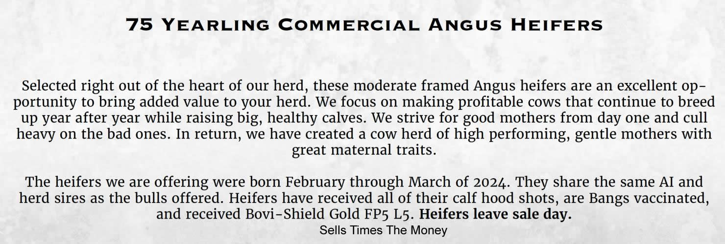 heifers: Stortz Angus Ranch - Annual Bull Sale | DVAuction