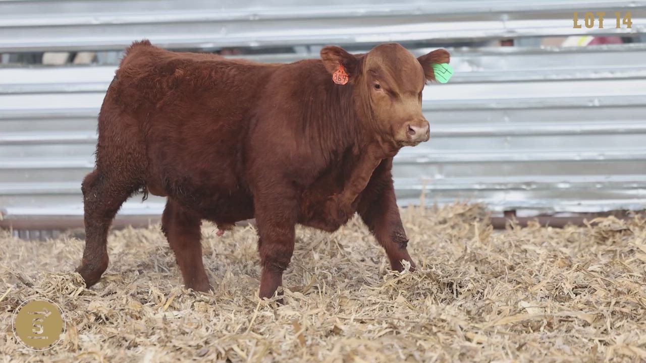 Lot 14: BS Bulls - Annual Simmental Bull Sale | BS Bulls