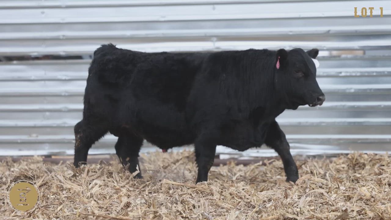 Lot 1: BS Bulls - Annual Simmental Bull Sale | BS Bulls