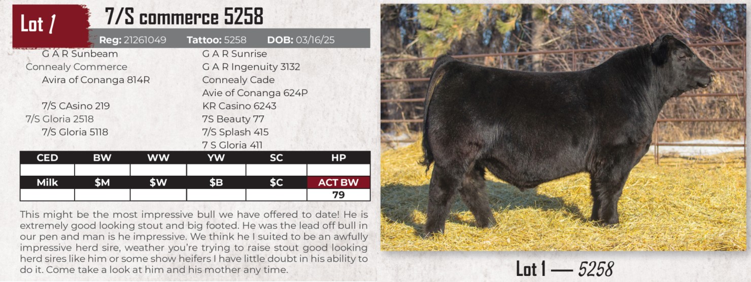 Lot 1: Sundsbak Farms - Annual Production Sale | DVAuction